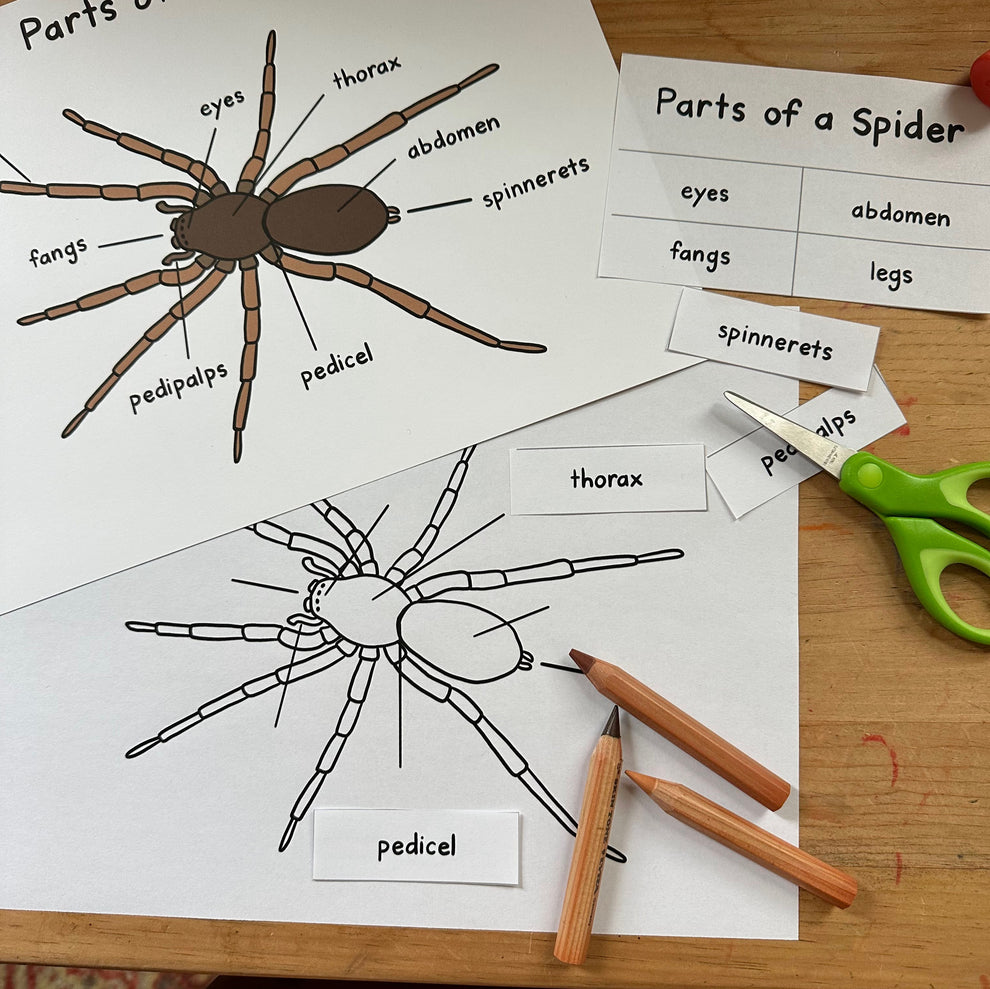 Parts of a Spider – Crafting Your Classroom